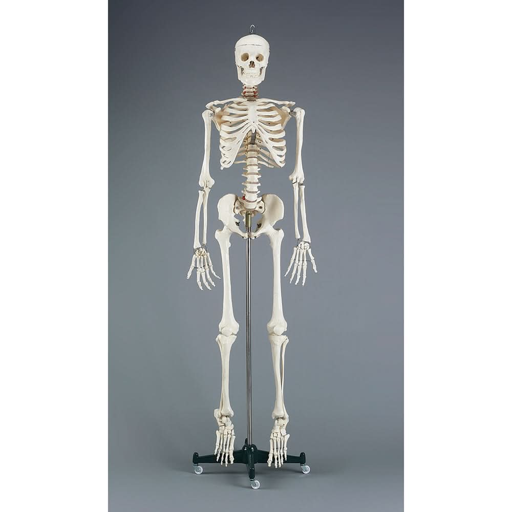 Budget Bucky Skeleton — MEDELCO