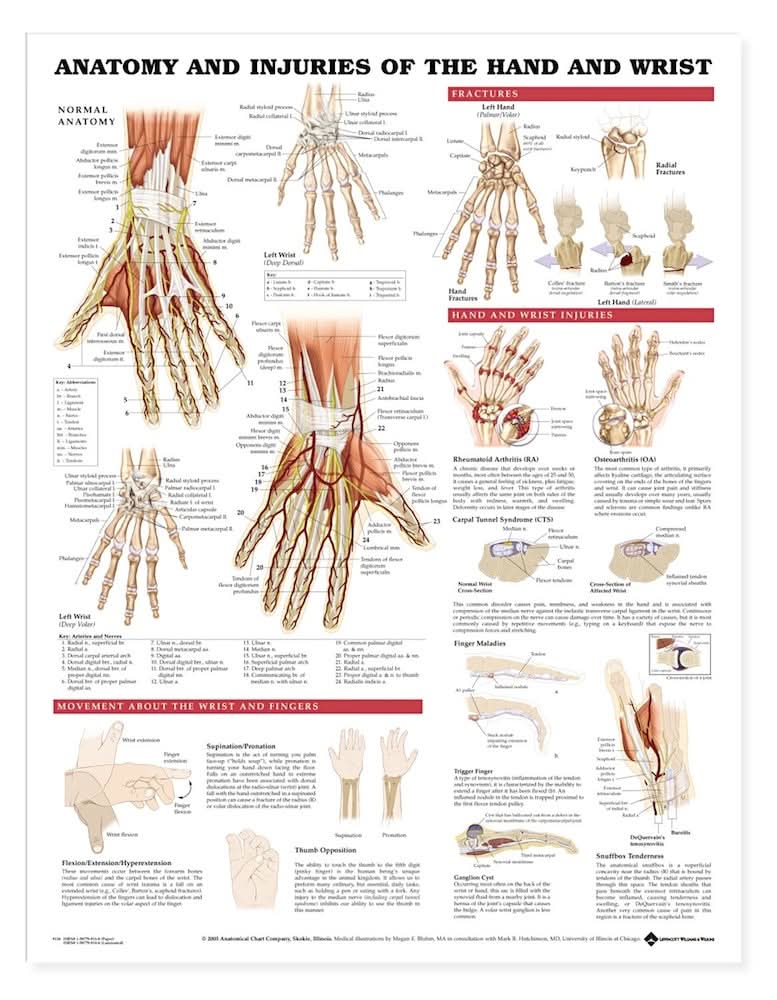 Anatomy & Injuries of the Hand and Wrist Chart — MEDELCO